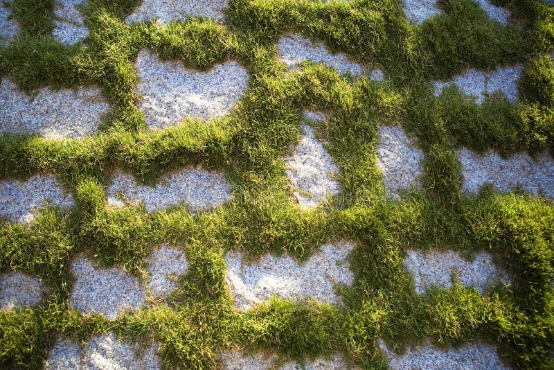 Stone Path in Green Grass Garden Texture Stock Photo - Image of ground ...