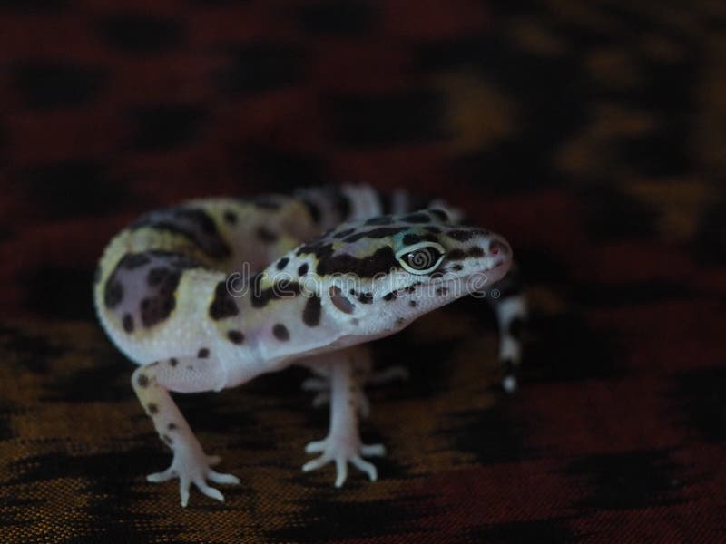 The art of gecko stock photo. Image of buddy, life, gecko - 177714004