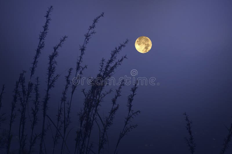 Art of Grass in Full Moon Night Stock Image - Image of fresh, landscape ...