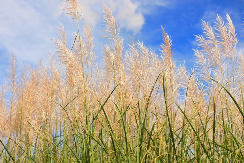 Grass Top View, Seamless Texture Stock Photo - Image of park, seamless ...