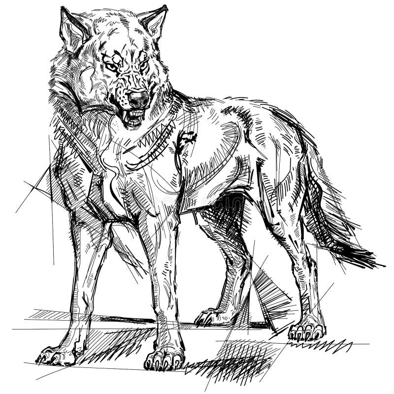 Simple Gray Wolf Drawing
