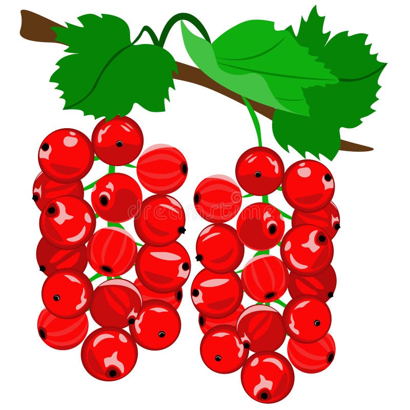 Currant Clipart Stock Illustrations – 199 Currant Clipart Stock ...