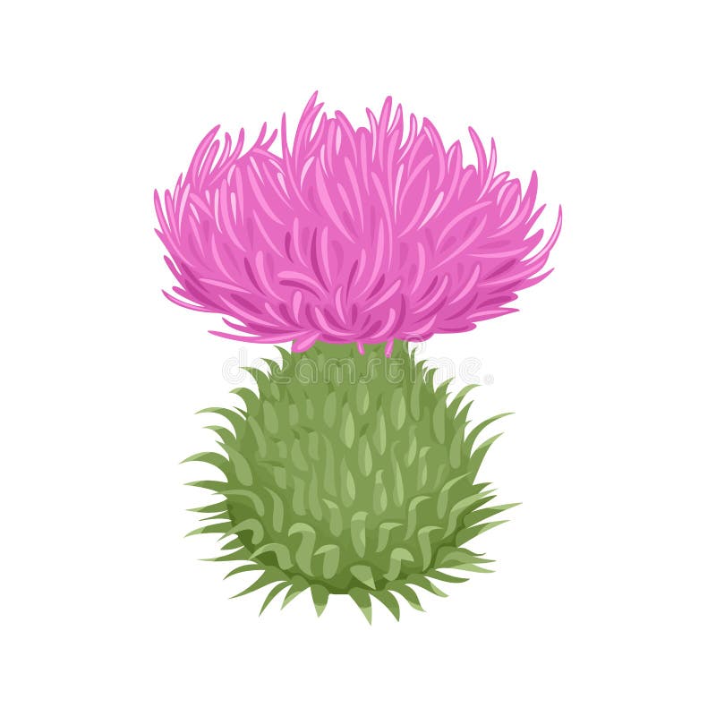 Thistle Illustration Stock Illustrations – 3,931 Thistle Illustration ...