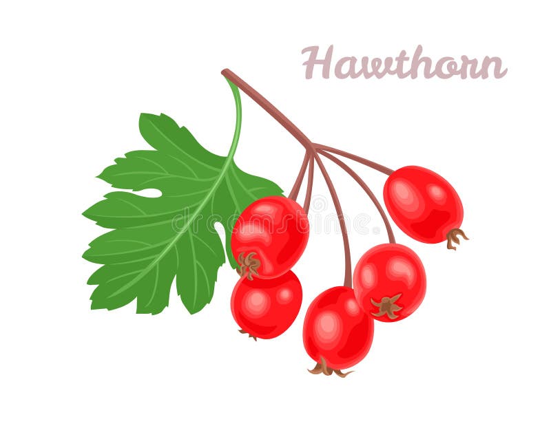 Hawthorn Berry Stock Illustrations – 1,444 Hawthorn Berry Stock ...