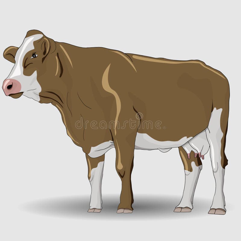 Brown Cow with White Stripes Illustration and Vector Stock Vector ...