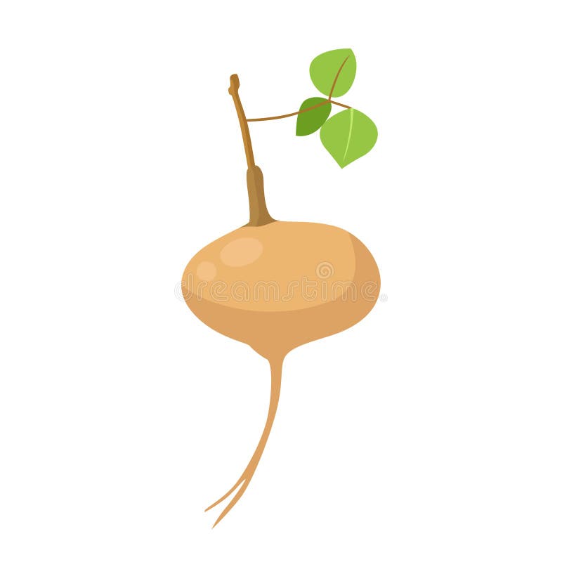 Flat Vector of Jicama Isolated on White Stock Illustration ...