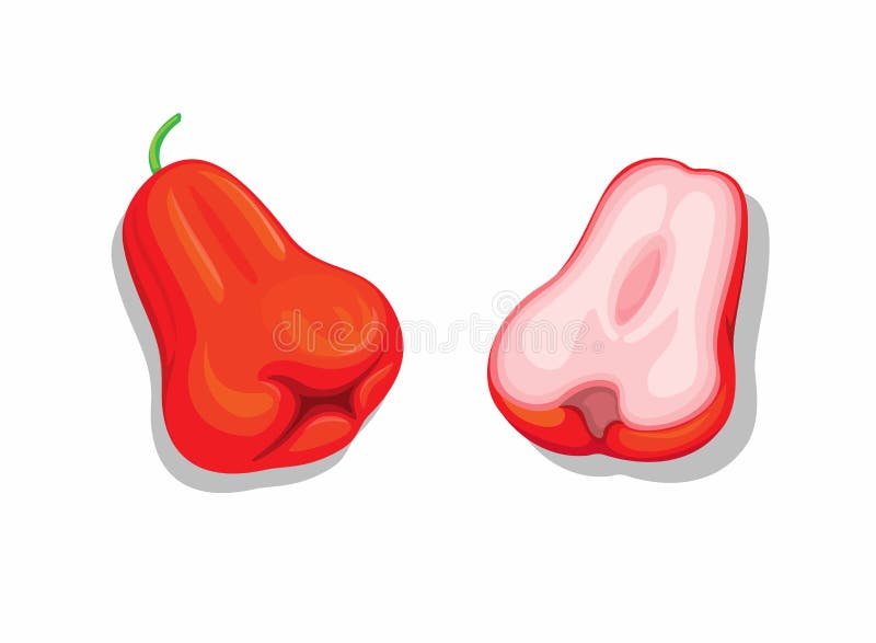 Jambu Fruit Clipart Images