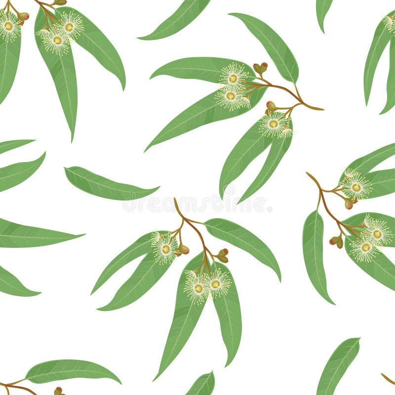 Eucalyptus Flowers and Green Leaves Seamless Pattern. Botanical ...