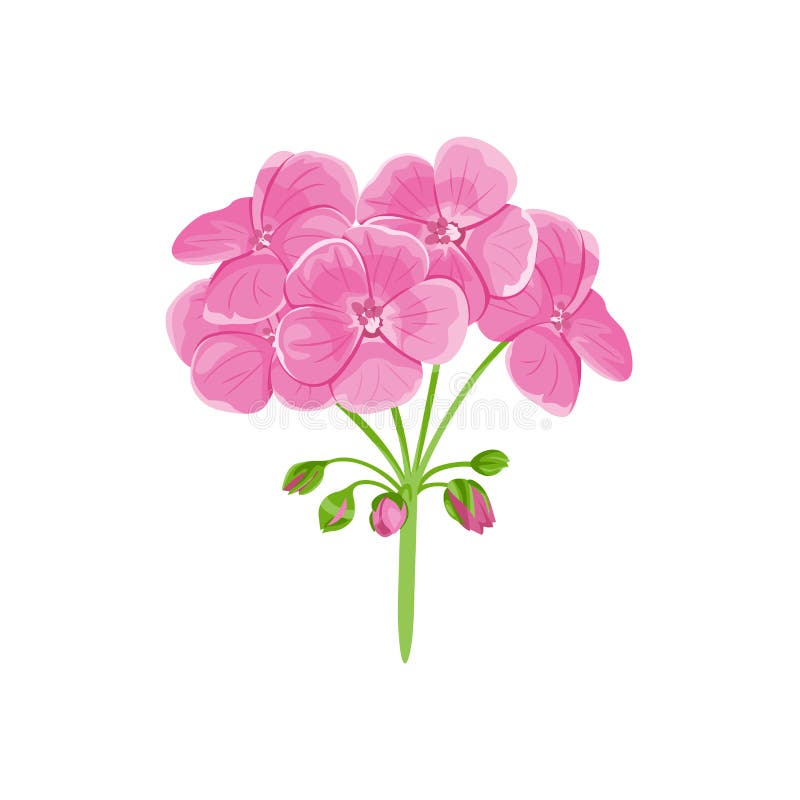 Geranium Isolated on White. Pink Garden Flower. Vector Illustration ...