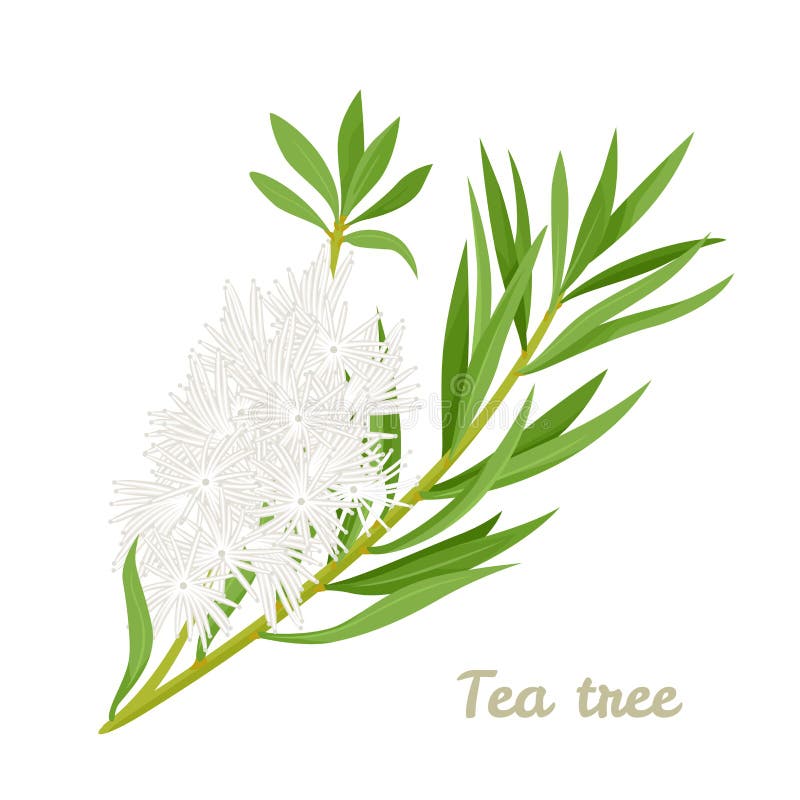 Honey Myrtles Stock Illustrations – 19 Honey Myrtles Stock ...