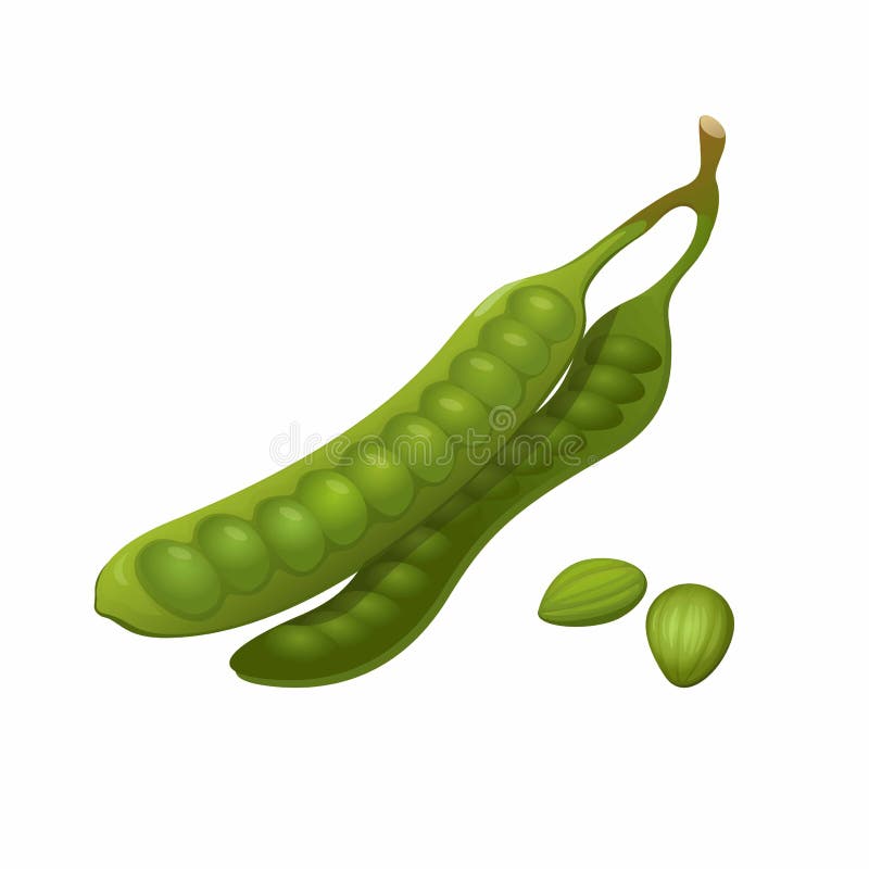 Parkia Speciosa Aka Petai or Stink Bean is Vegetable for Asian ...