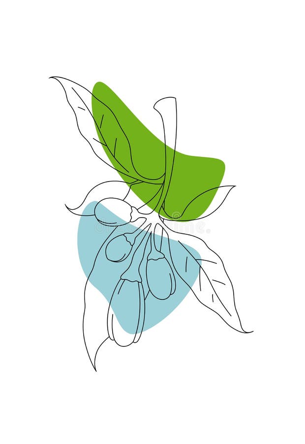 Vector Minimalist Botanical Illustration Stock Vector - Illustration of ...