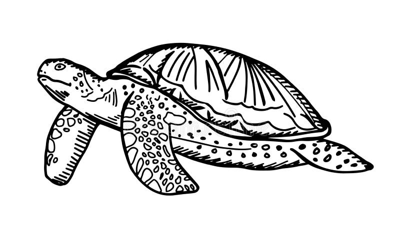 Leatherback Sea Turtle Line Logo Design Vector Graphic Symbol Icon ...