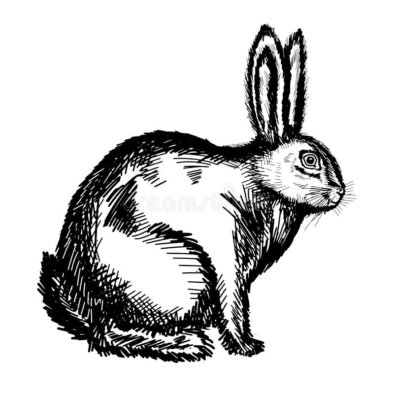 Cute Rabbit Bunny Hand Drawn Sketch.Ink Seated Hare Stock Image - Image ...