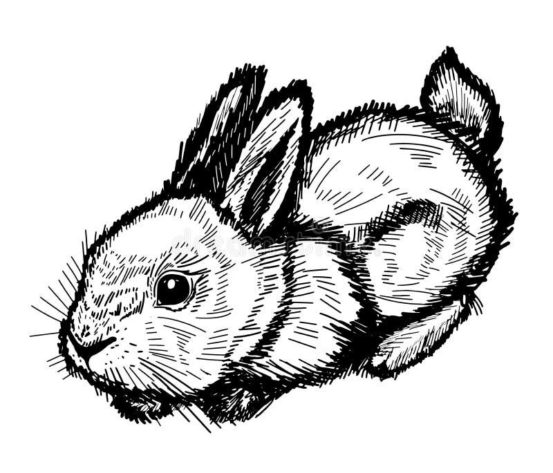 Cute Rabbit Bunny Hand Drawn Sketch.Ink Seated Hare Stock Image - Image ...