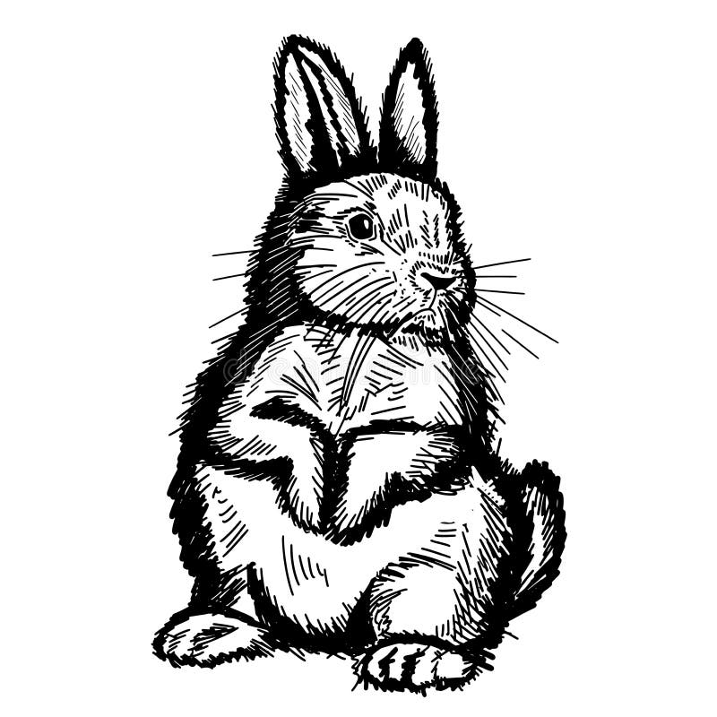 Vintage Graphic Rabbit Hare. Vector Print Stock Vector - Illustration ...