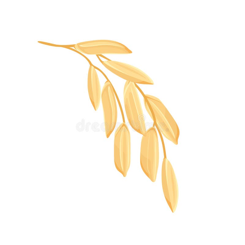Rice Plant Isolated. Ear of Paddy Rice. Vector Cartoon Illustration ...