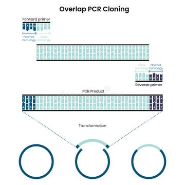 Infographic Chain Reaction Stock Illustrations – 43 Infographic Chain ...