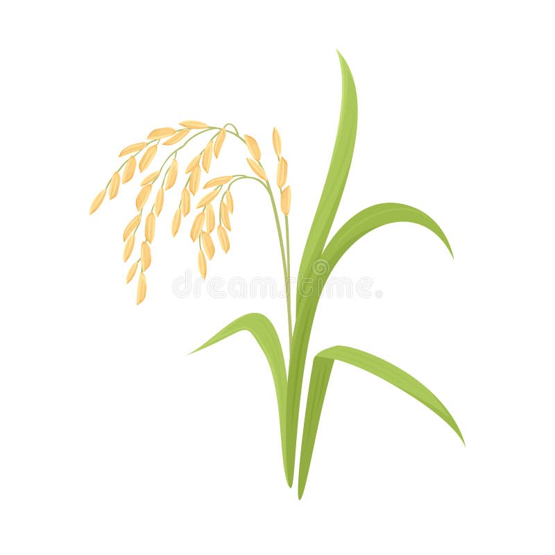 Rice Plant Isolated. Vector Illustration of Paddy Rice Ear with Leaf in ...