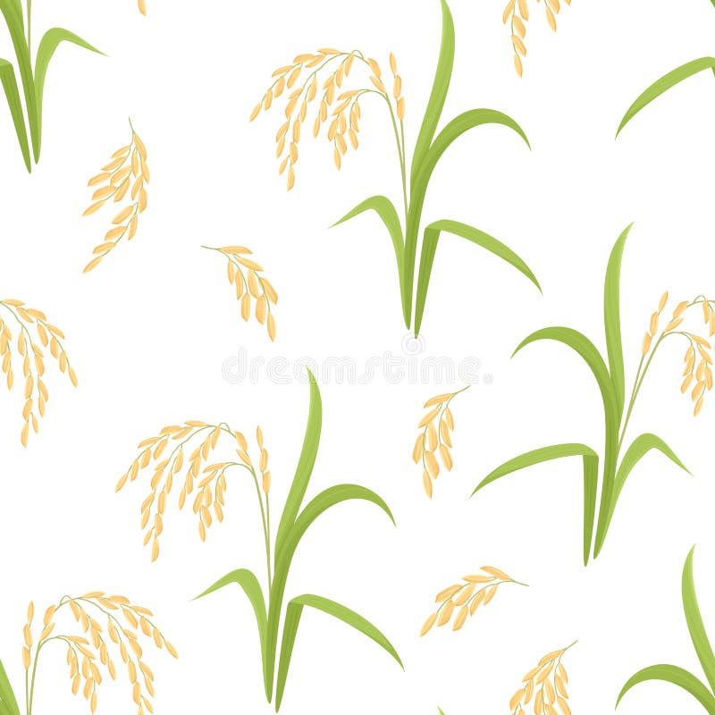 Paddy Field Seamless Border. Vector Illustration of Ears of Rice Stock ...