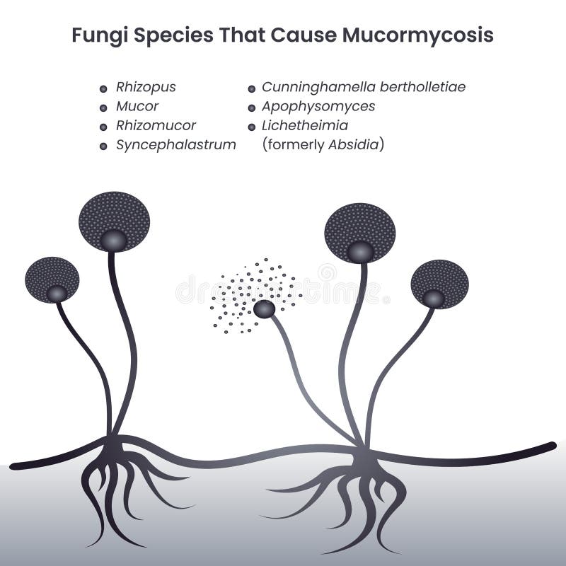Mucormycetes Black Fungus Pathogenic Yeast Strain Vector Illustration ...