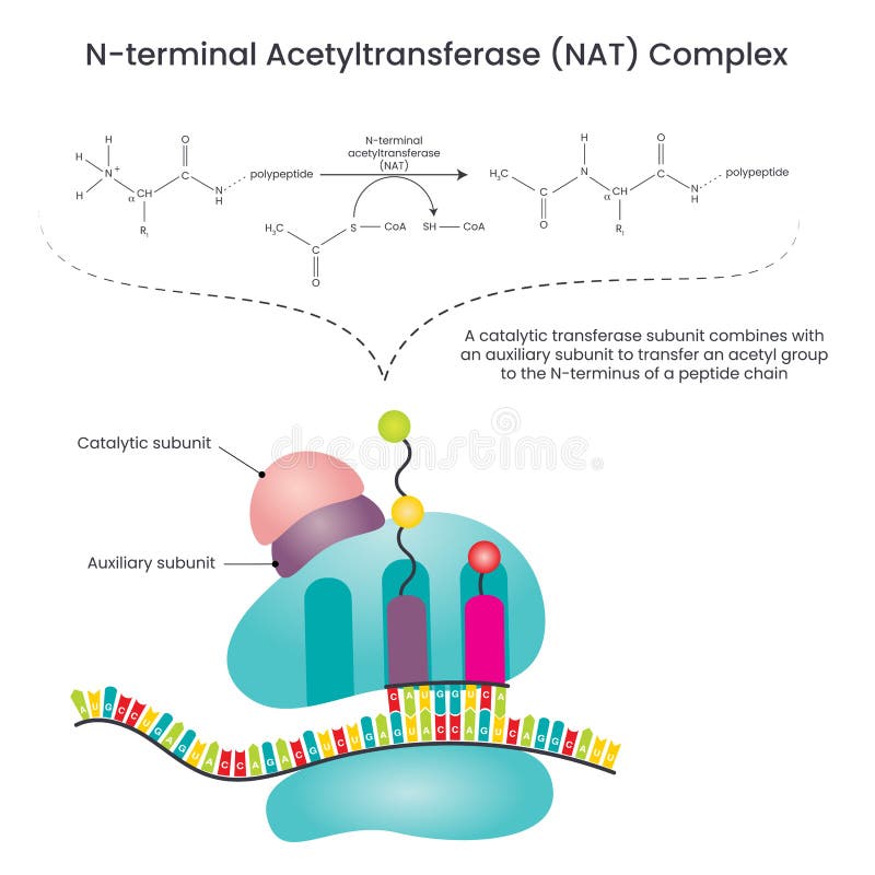 N-terminal Acetyltransferase NAT Complex Vector Illustration Diagram ...