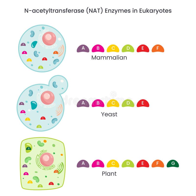 N-acetyltransferase (NAT) Enzyme Activity in Different Species Stock ...
