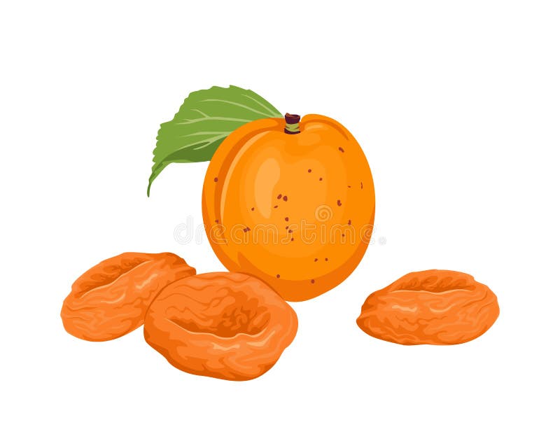Dried Apricots and Fresh Fruit Isolated on White Background. Vector ...