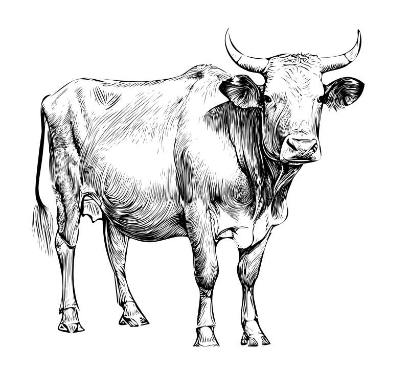 Cow Standing Side View Engraved Hand Drawn Sketch.Cattle Breeding Stock ...