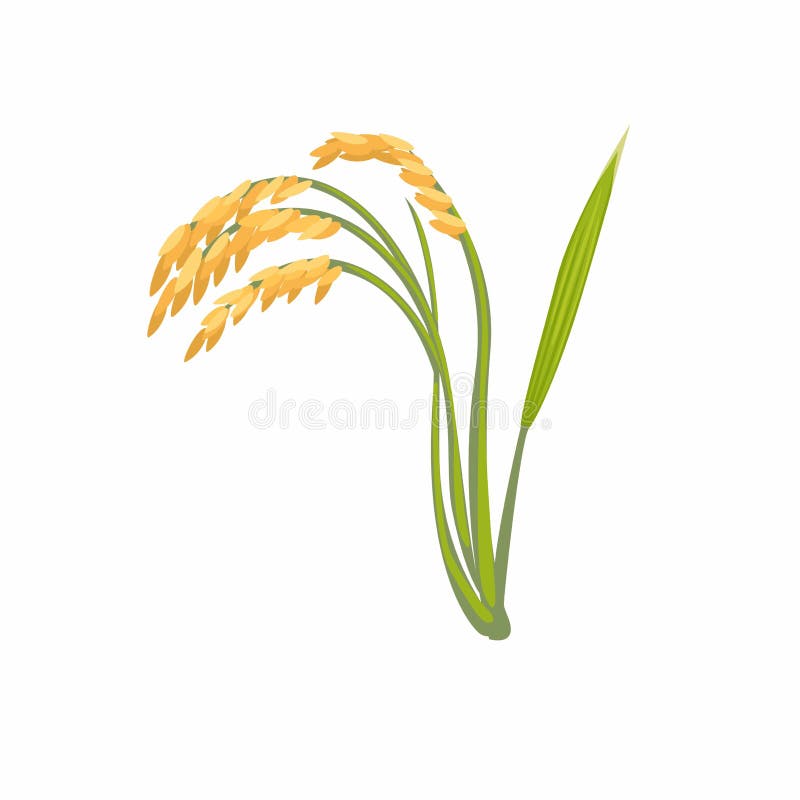 Paddy Rice Plant Agriculture Symbol Cartoon Illustration Vector Stock ...