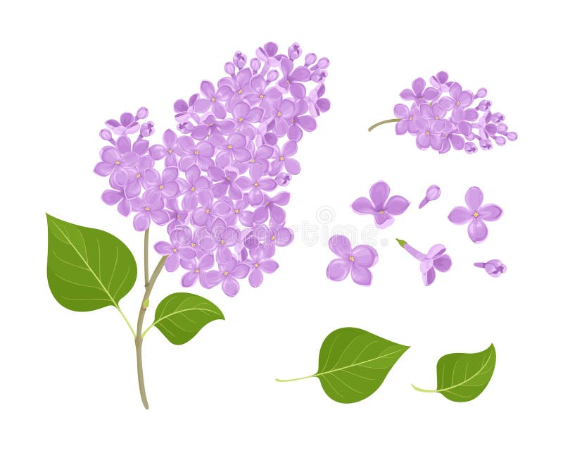Lilac Flowers Set. Vector Cartoon Illustration of Lilac Branch with ...