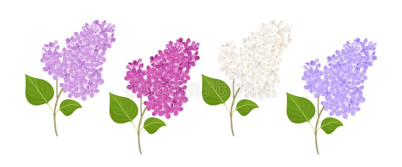 Branches of Blooming Lilac Flowers of Different Colors. Stock Vector ...