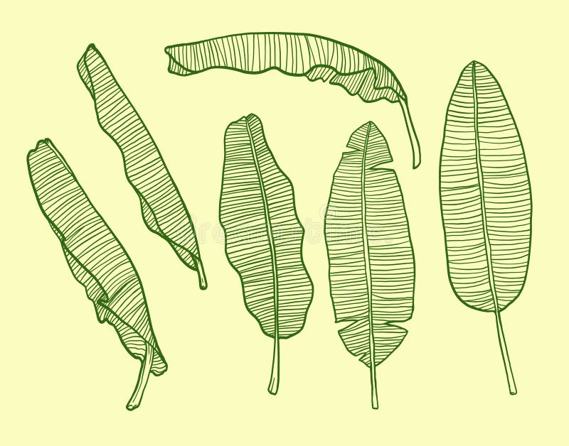 Banana Leaf Hand Drawn Style Stock Vector - Illustration of flower ...