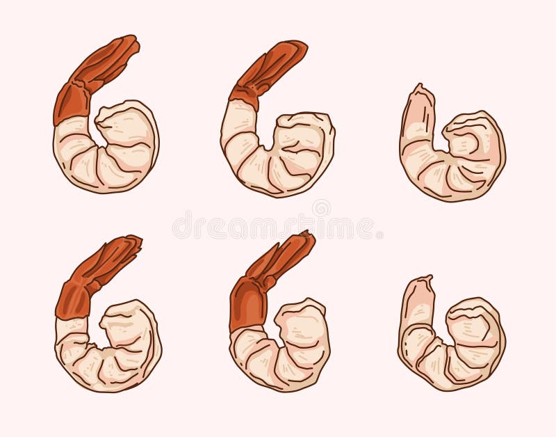 Shrimp Collection with Hand Drawn Style Stock Vector - Illustration of ...