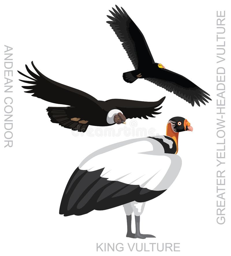 Cute Bird King Vulture Andean Condor Set Cartoon Vector Stock Vector ...