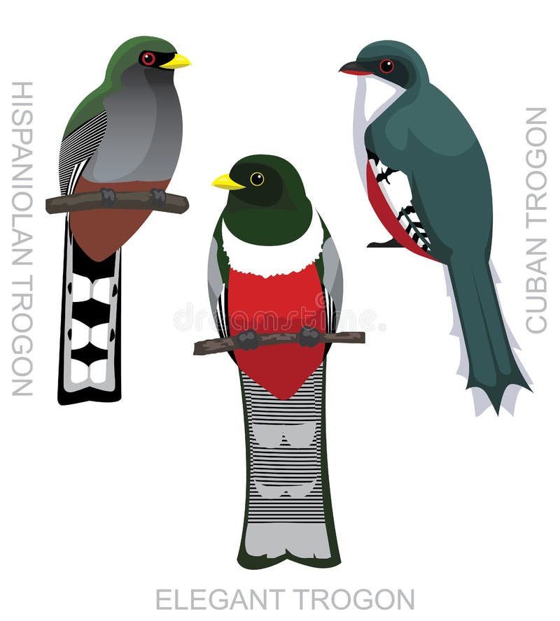 Cute Bird Elegant Trogon Set Cartoon Vector Stock Vector - Illustration ...
