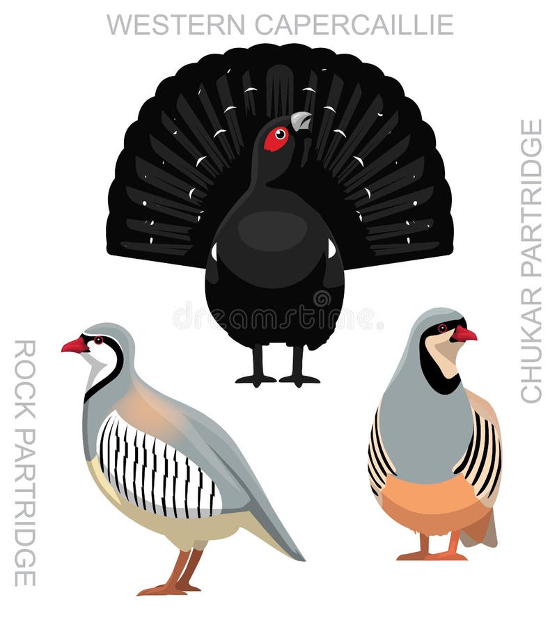 Fle Chukar Partridge