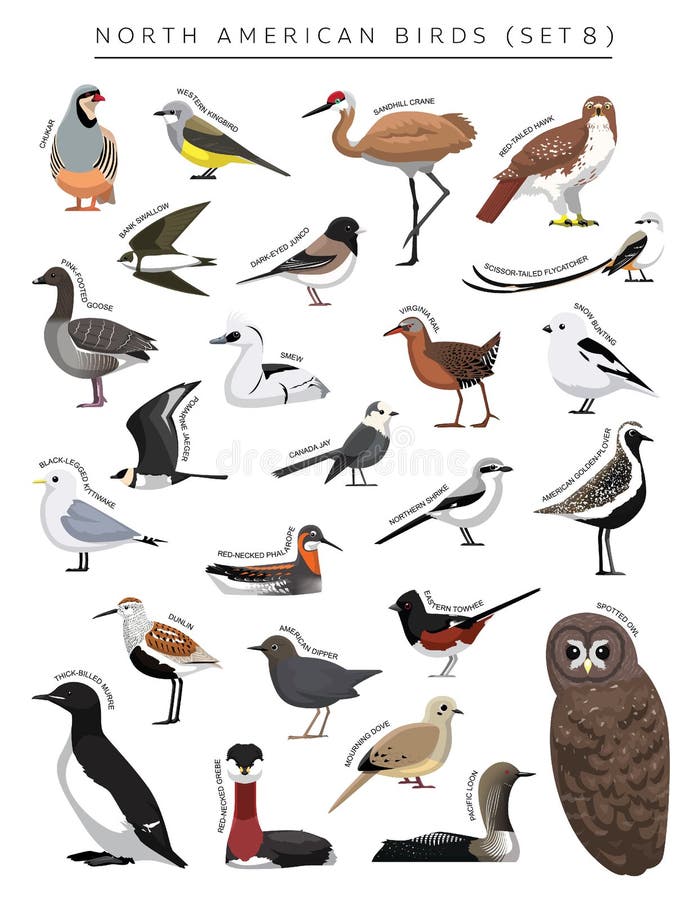 North American Birds Set Cartoon Vector Character 8 Stock Vector ...