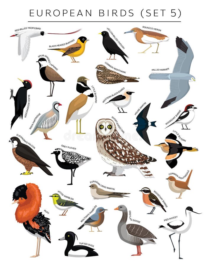 European Birds Set Cartoon Vector Character 5 Stock Vector ...