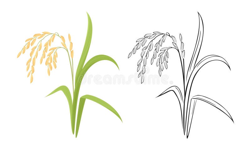 Rice Field Graphic Black White Landscape Sketch Illustration Vector ...
