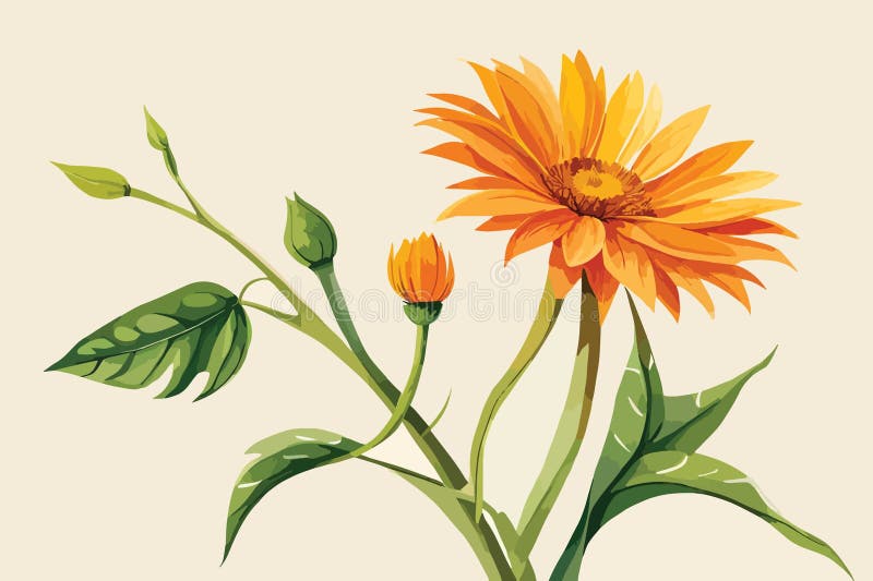 Calendula Flower Watercolor Illustration Made with Ai Stock Vector ...