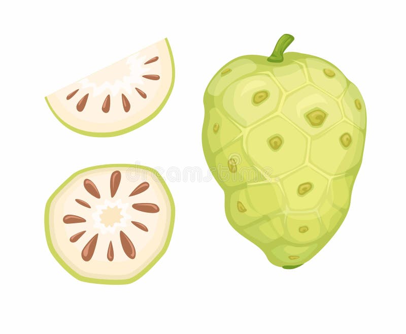 Noni Fruit Collection Set Cartoon Illustration Vector Stock Vector ...