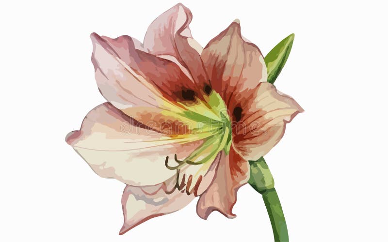 Amaryllis Flower Watercolor Art and Illustration Created with Ai Stock ...