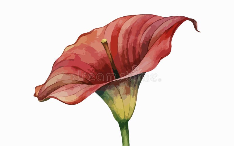Red Calla Lily Flower Watercolor Art and Illustration Created with Ai ...