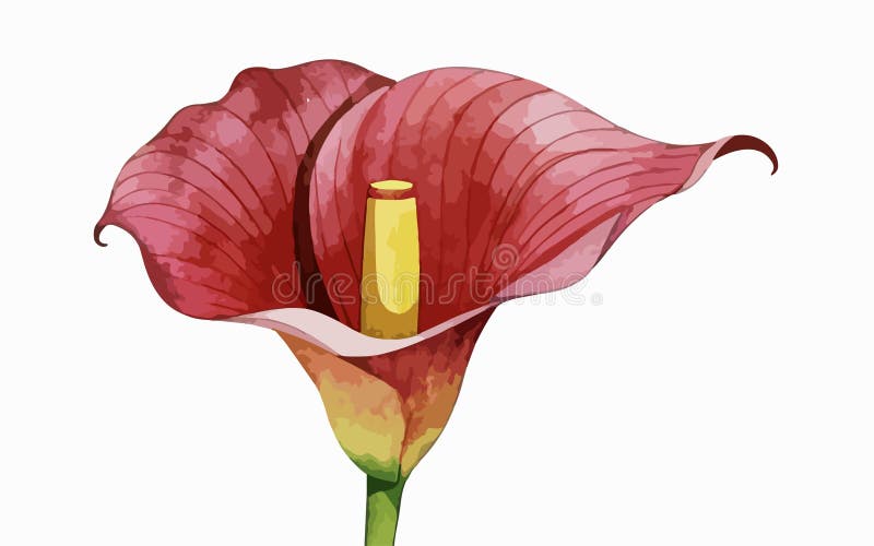 Red Calla Lily Flower Watercolor Art and Illustration Created with Ai ...