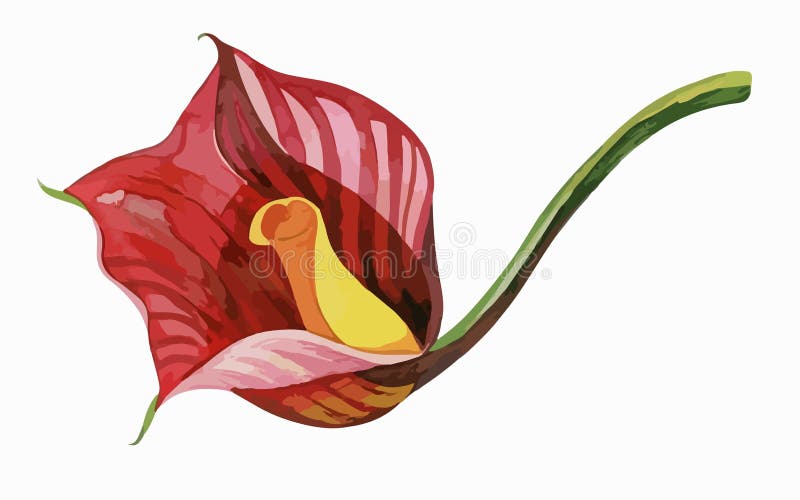 Red Calla Lily Flower Watercolor Art and Illustration Created with Ai ...