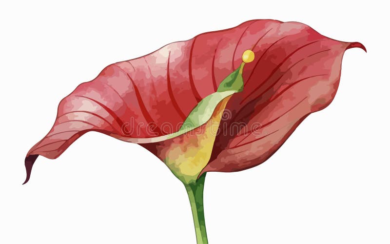 Red Calla Lily Flower Watercolor Art and Illustration Created with Ai ...