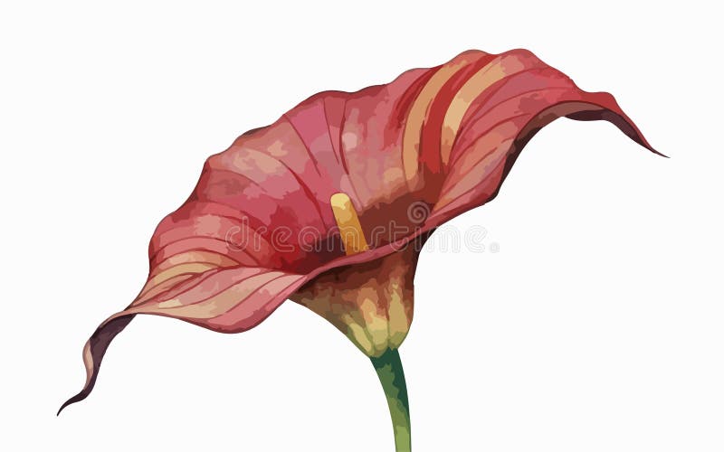 Red Calla Lily Flower Watercolor Art and Illustration Created with Ai ...