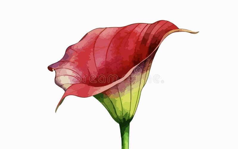 Red Calla Lily Flower Watercolor Art and Illustration Created with Ai ...