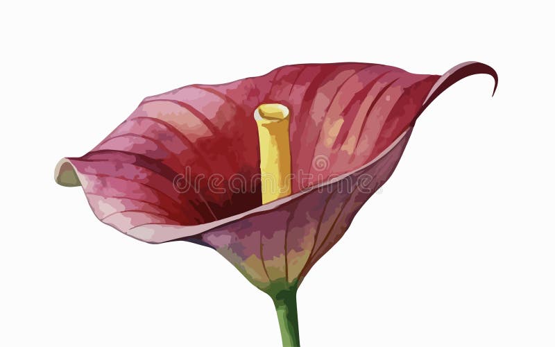 Red Calla Lily Flower Watercolor Art and Illustration Created with Ai ...